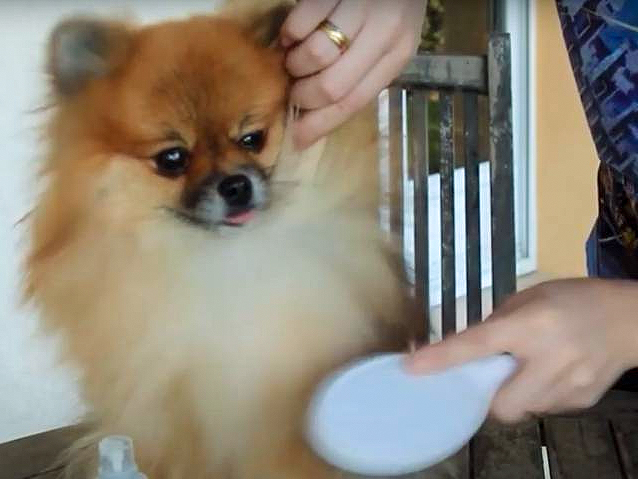 Comment entretenir les poils de votre Spitz nain ? – Mon chien, mon ami